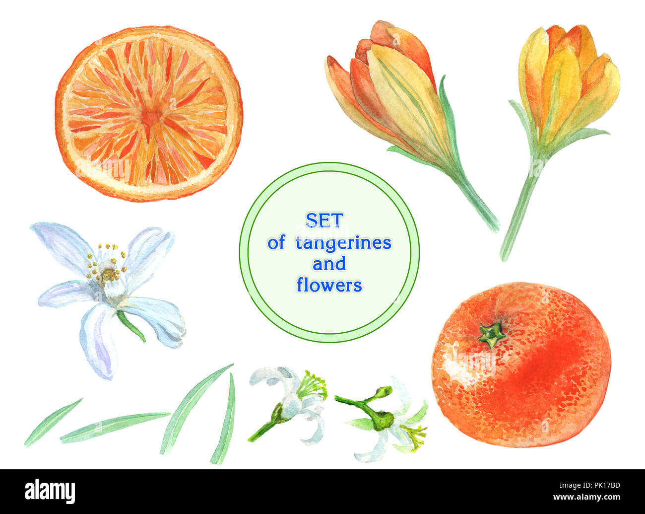 Tangerines Clipart Flower