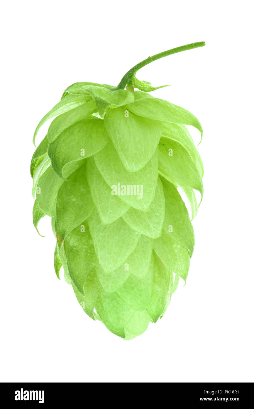 hop cones isolated on white background close-up Stock Photo - Alamy