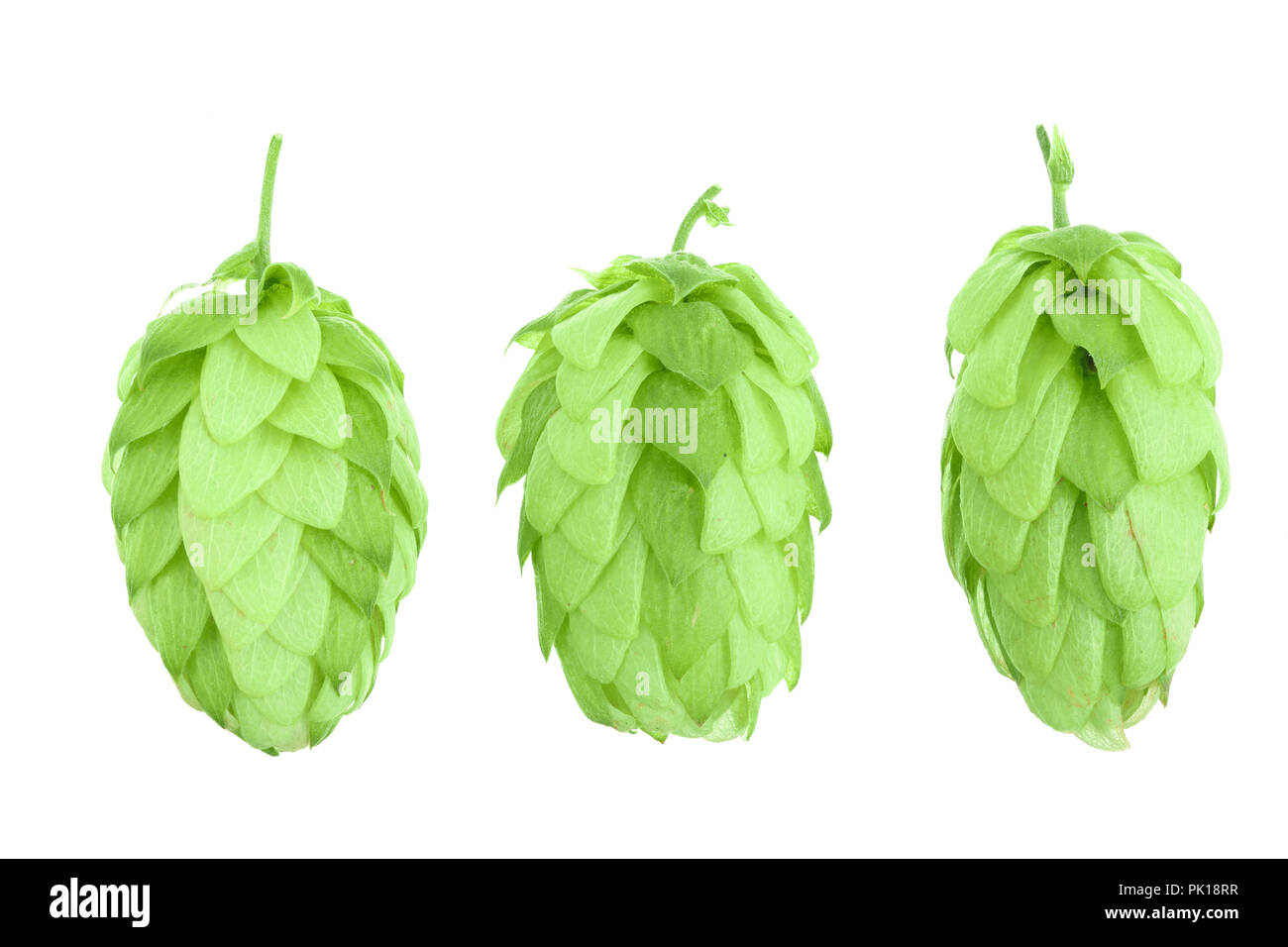 hop cones isolated on white background close-up Stock Photo - Alamy