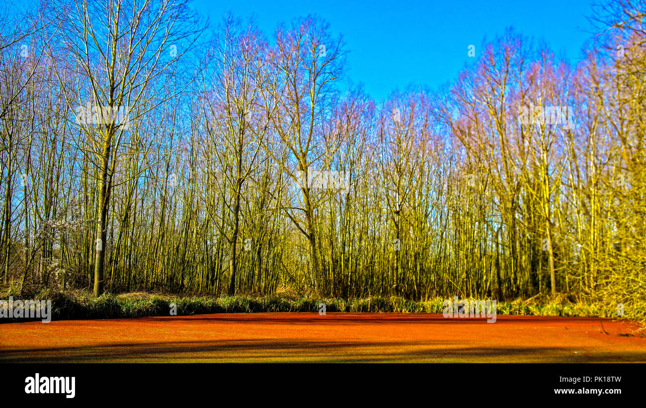 Trees in the countryside Stock Photo - Alamy
