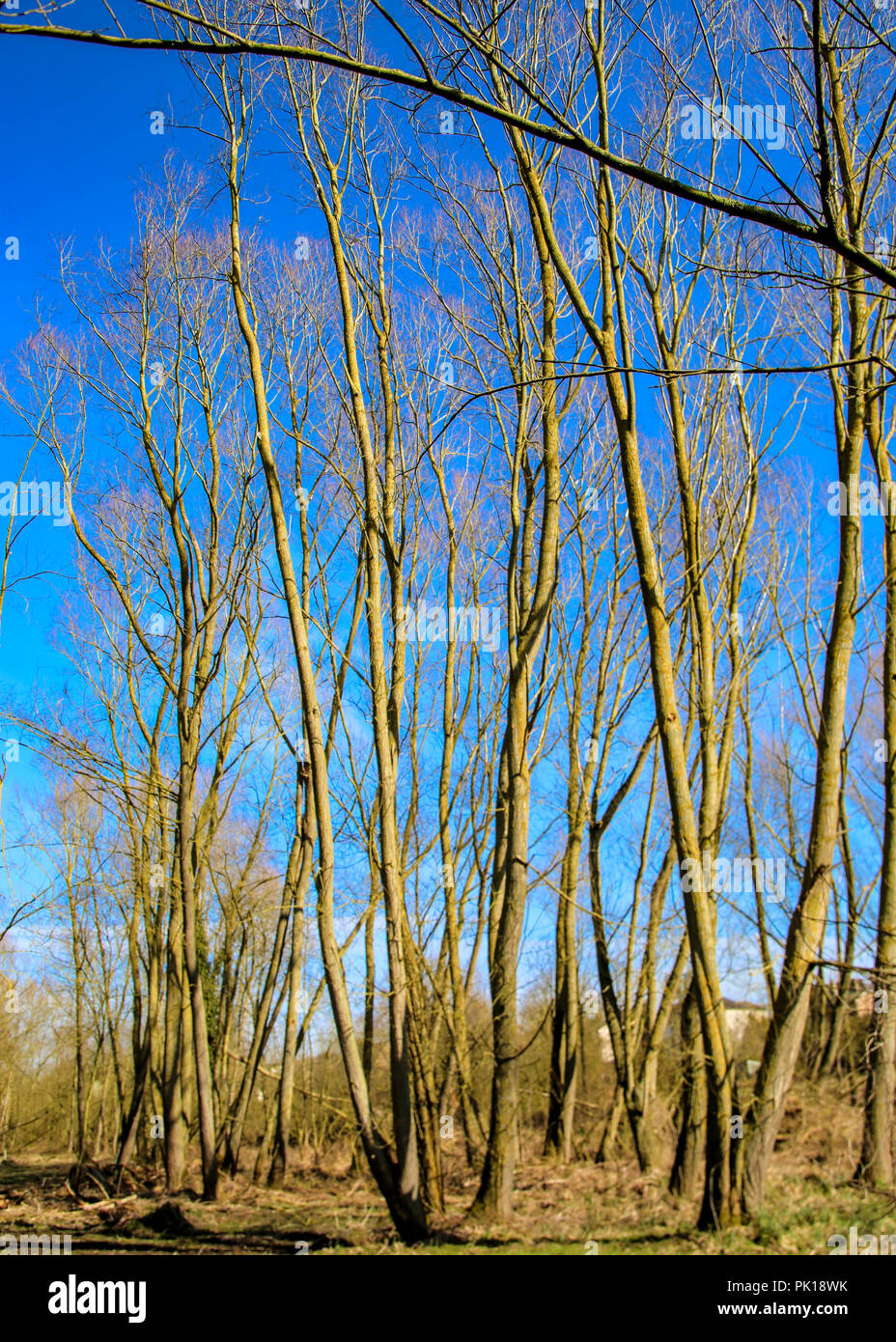 Trees in the countryside Stock Photo - Alamy