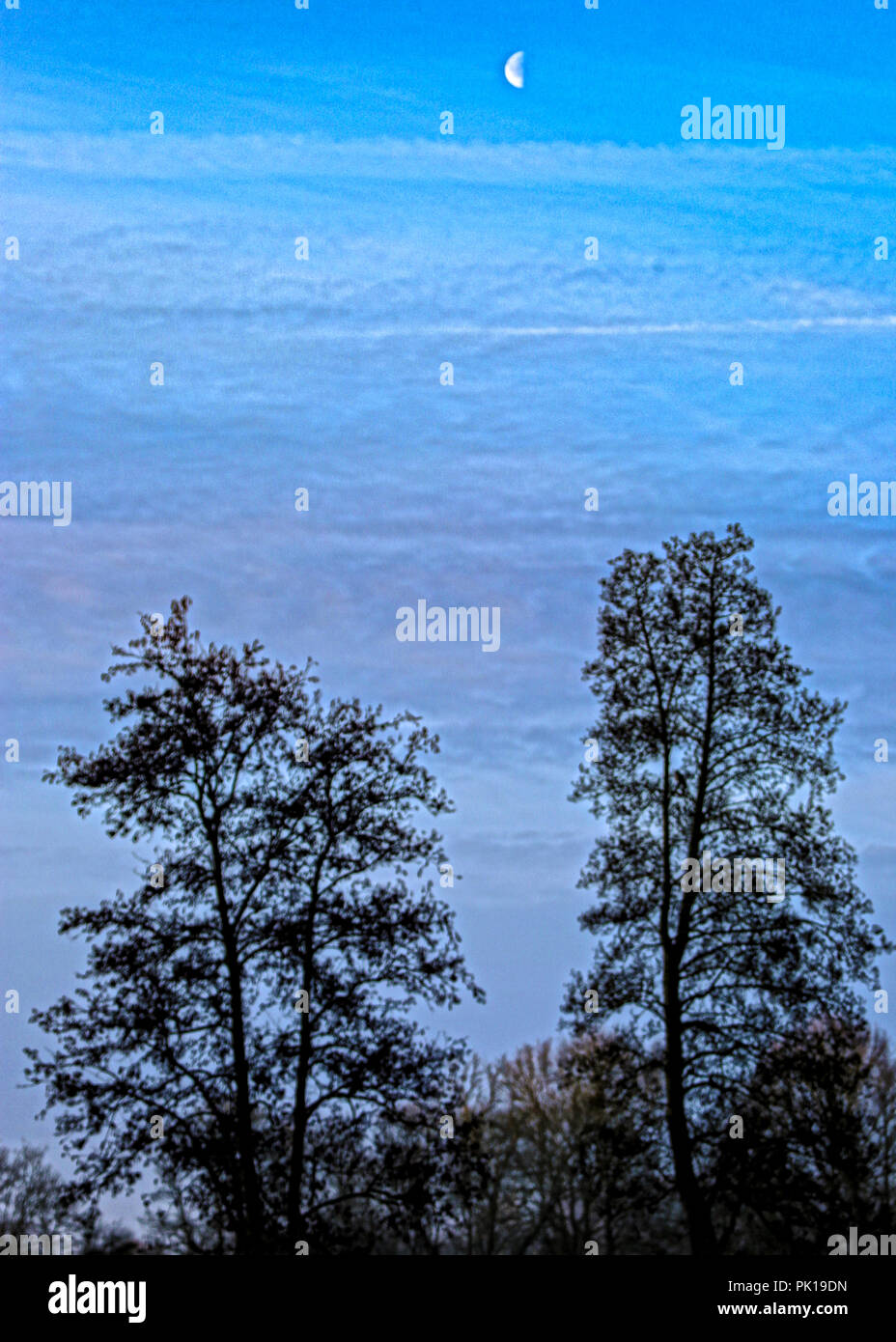 Trees at Dawn Stock Photo - Alamy