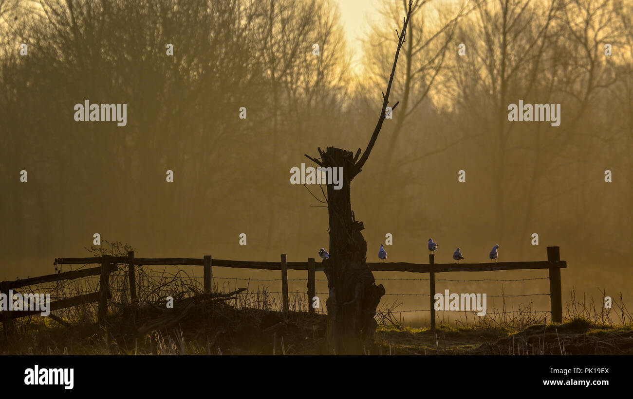 Sitting on The Fence Stock Photo - Alamy