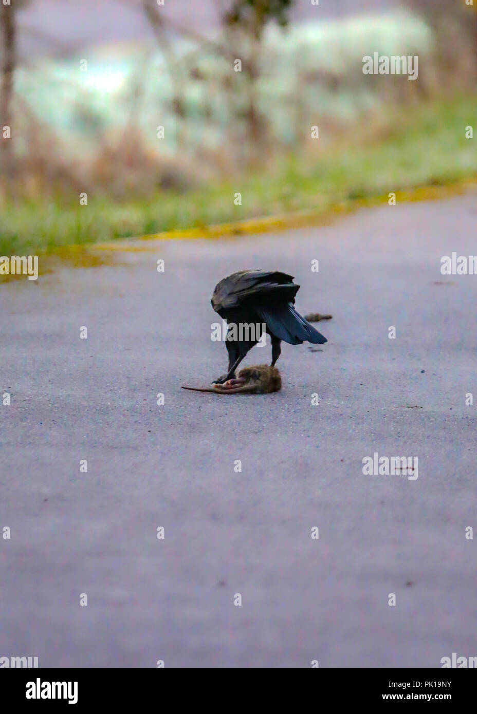 The Crow and its Prey Stock Photo - Alamy