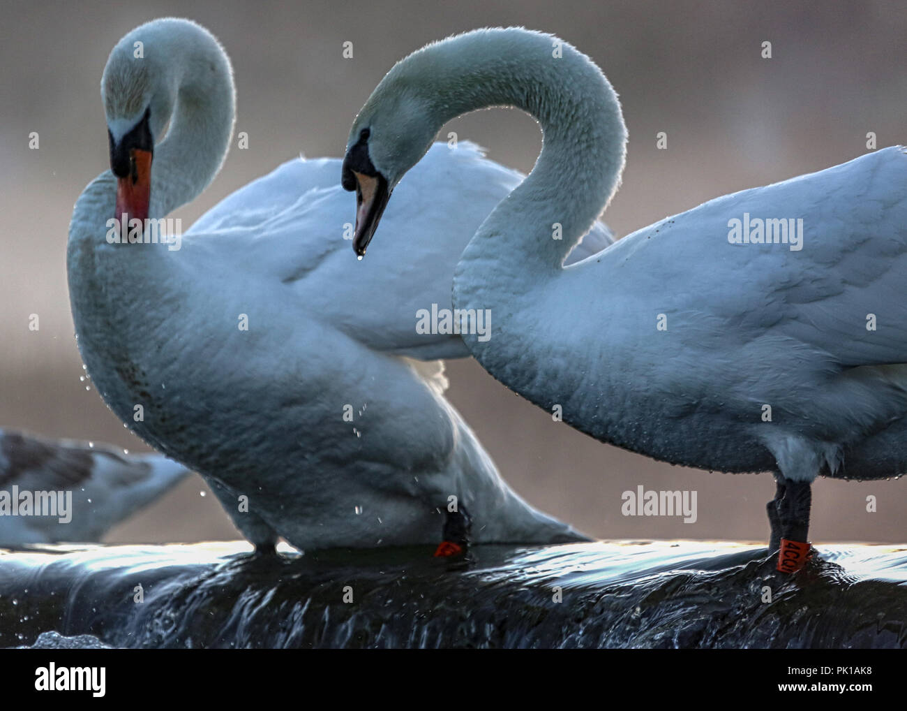 Swans On The River Stock Photo - Alamy