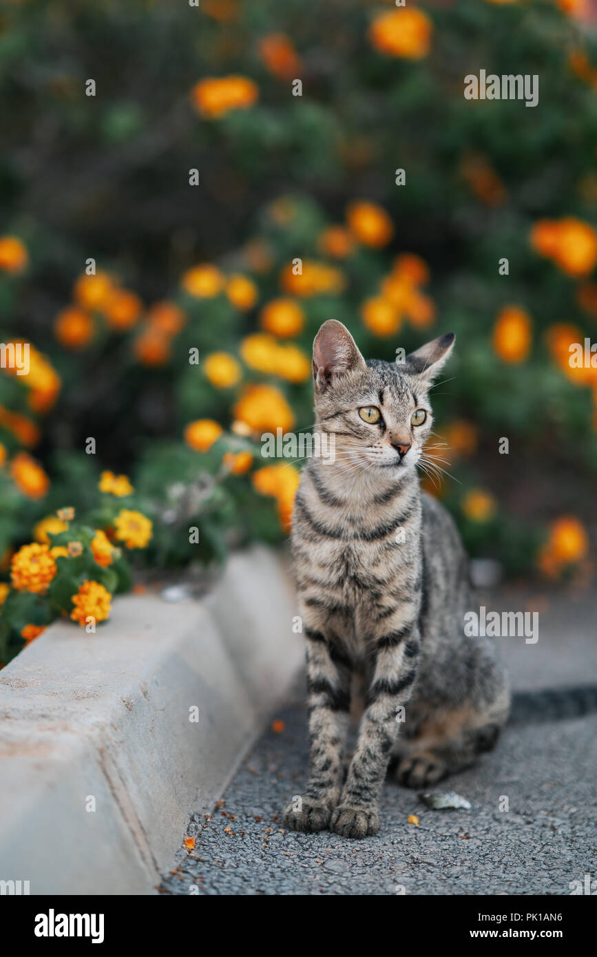 Domestic cat street hi-res stock photography and images - Alamy