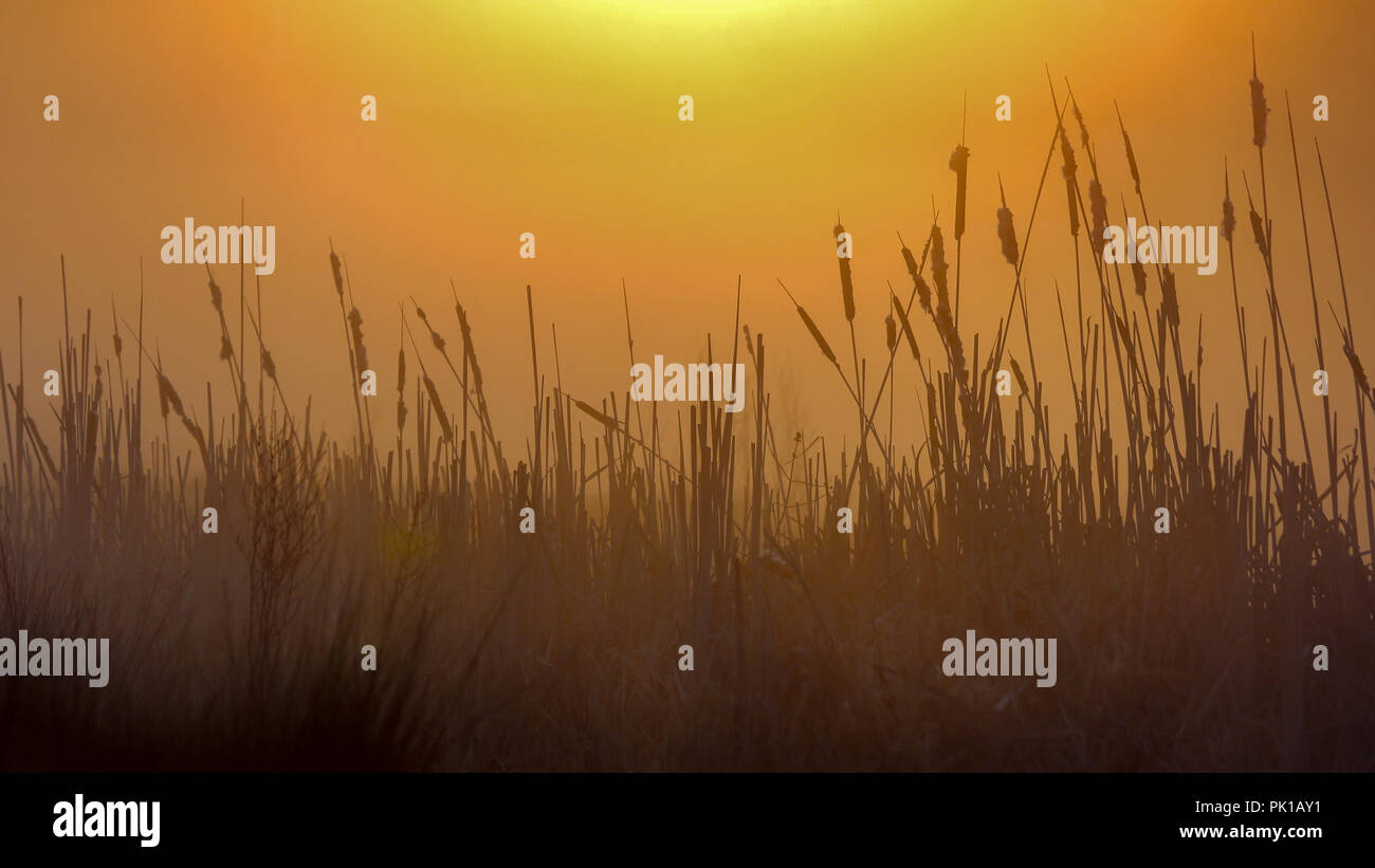 Sun Rise at The River Stock Photo - Alamy