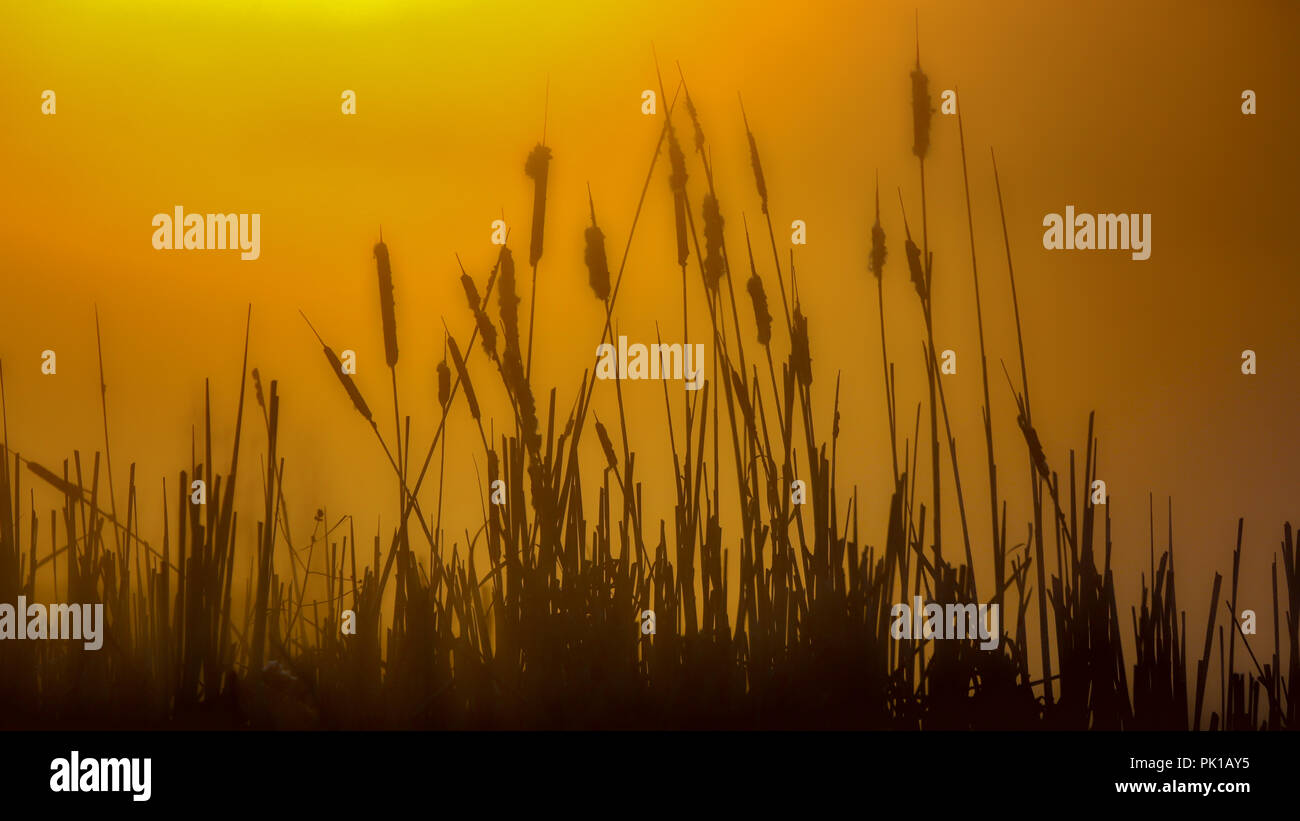 Bull Rushes at Dawn Stock Photo - Alamy