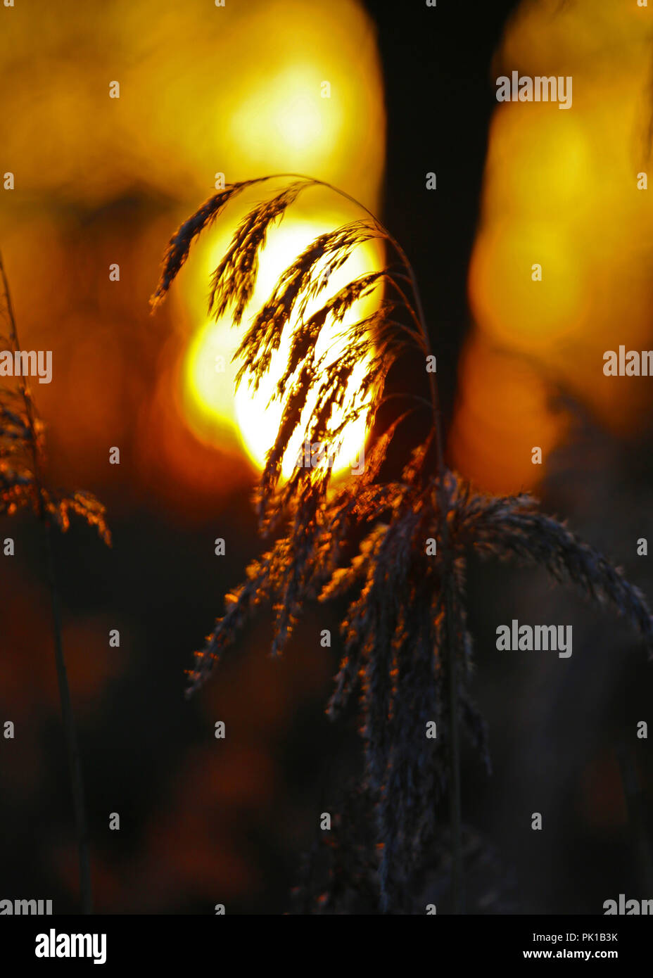 Sun through the Trees Stock Photo - Alamy
