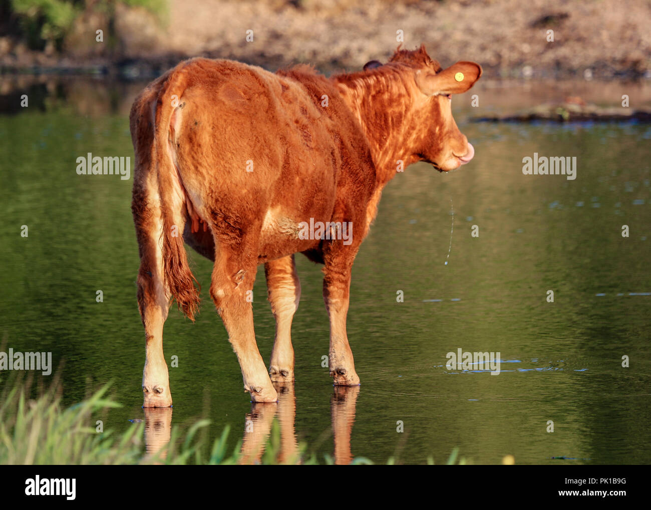 Cattle in The Water Stock Photo - Alamy