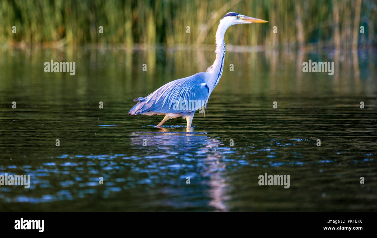 The Heron In The Water Stock Photo - Alamy