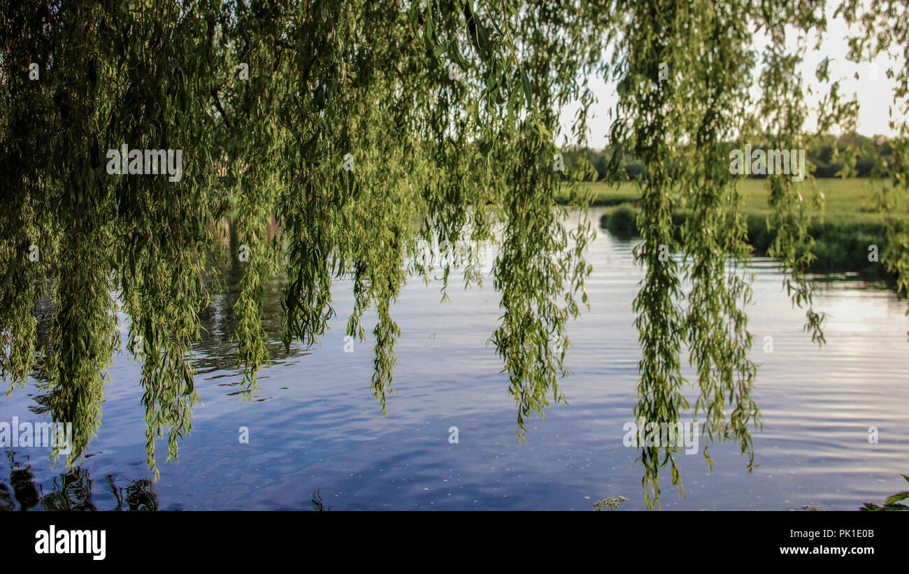 Weeping willow river england hi-res stock photography and images - Alamy