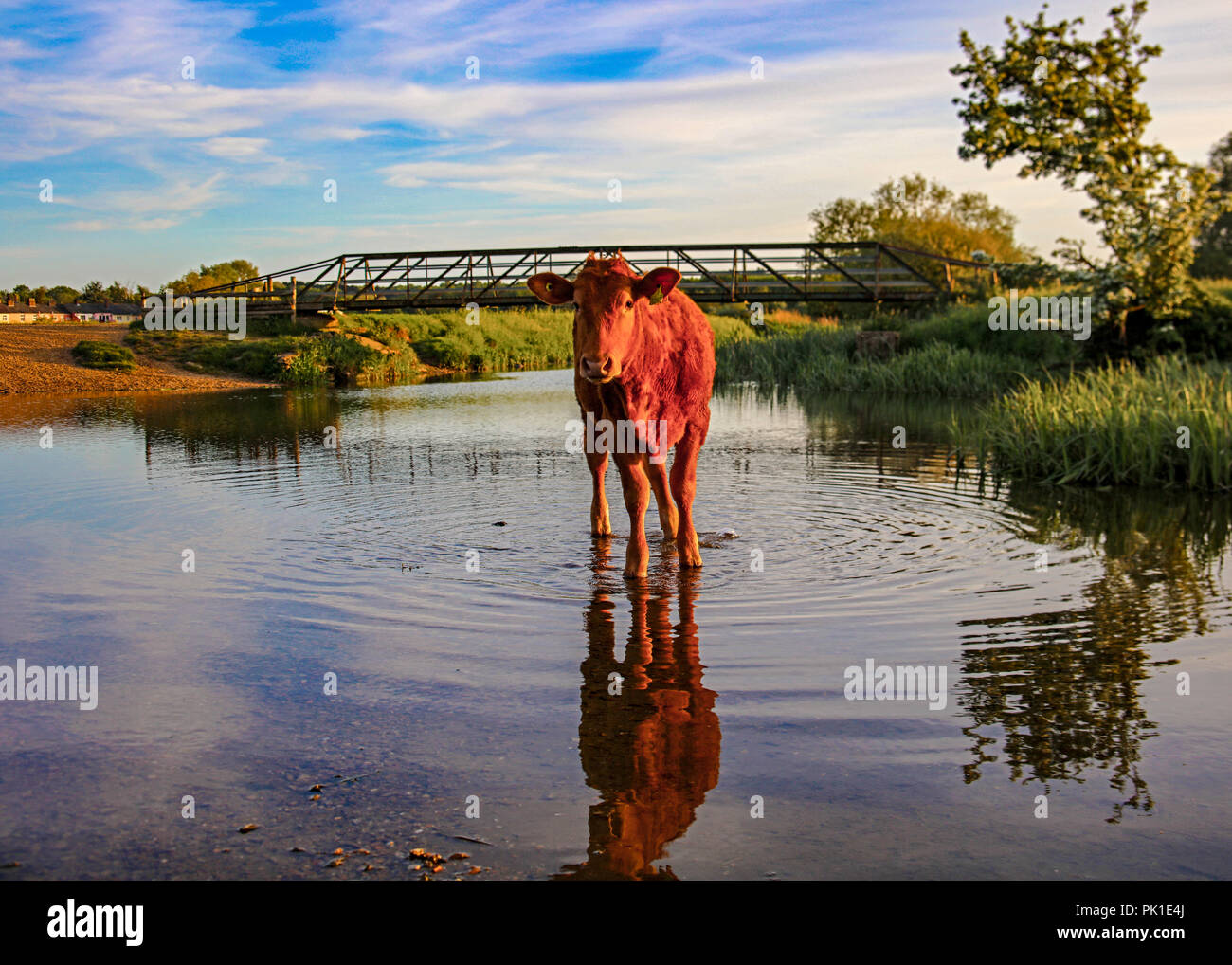 Cattle Dip High Resolution Stock Photography and Images - Alamy