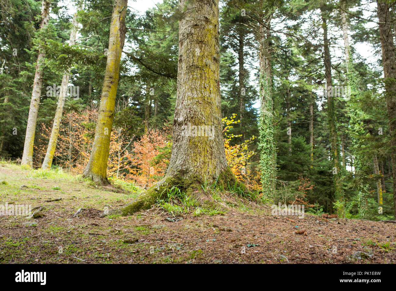Lush green forest scene dense hi-res stock photography and images - Alamy