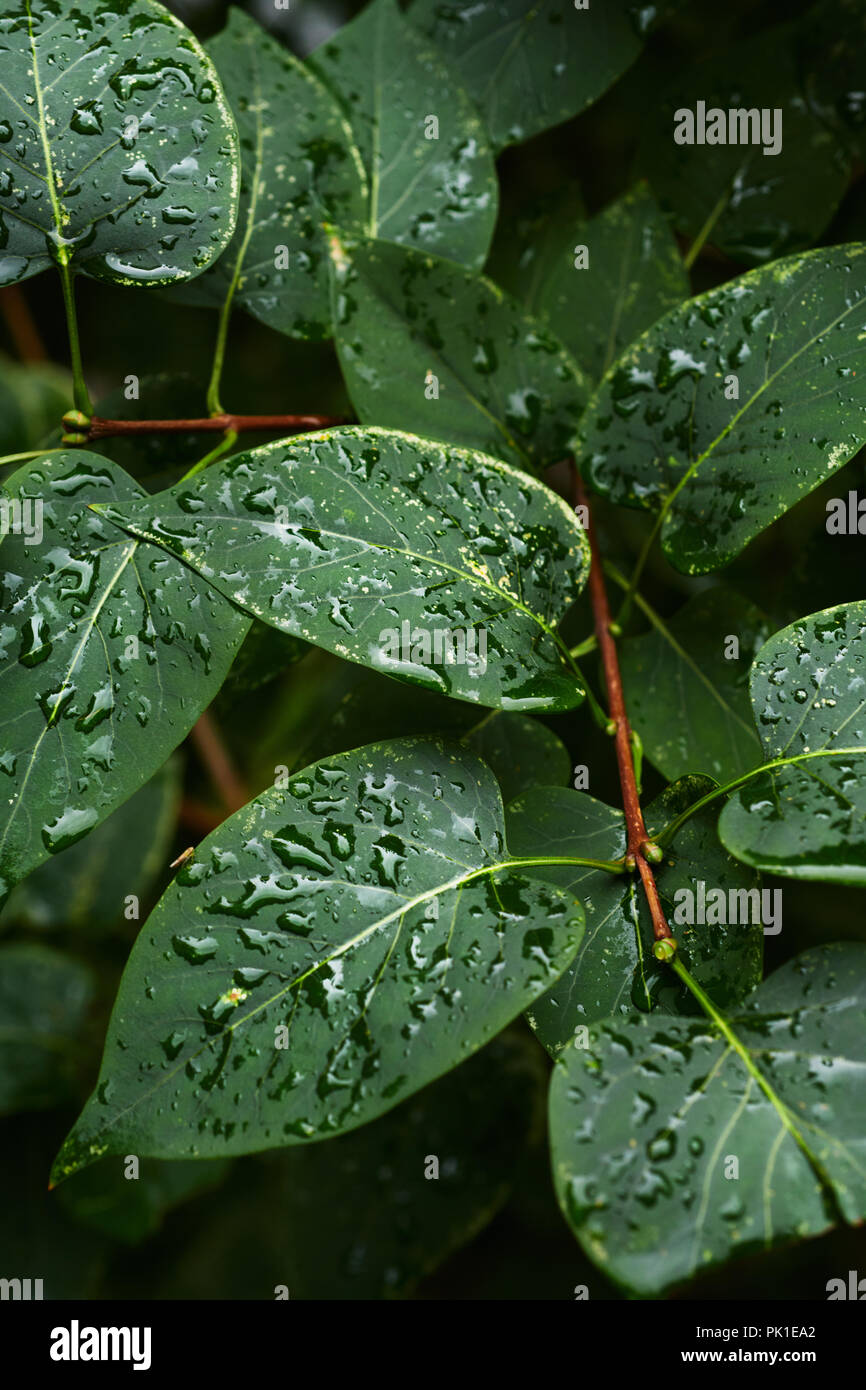 Wet leaves of bush Stock Photo - Alamy