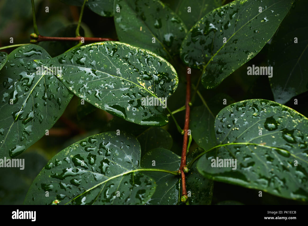 Wet leaves of bush Stock Photo - Alamy