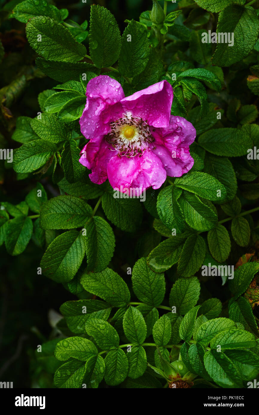 Beautiful wet flower on bush Stock Photo - Alamy
