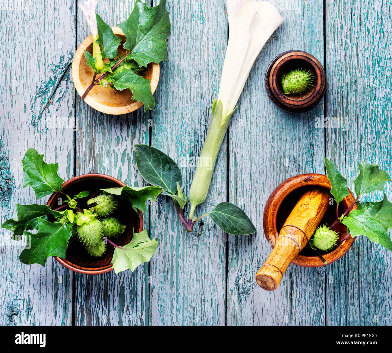 Datura plant , dope, stramonium or thorn-apple.Herbal medicine.Healing ...