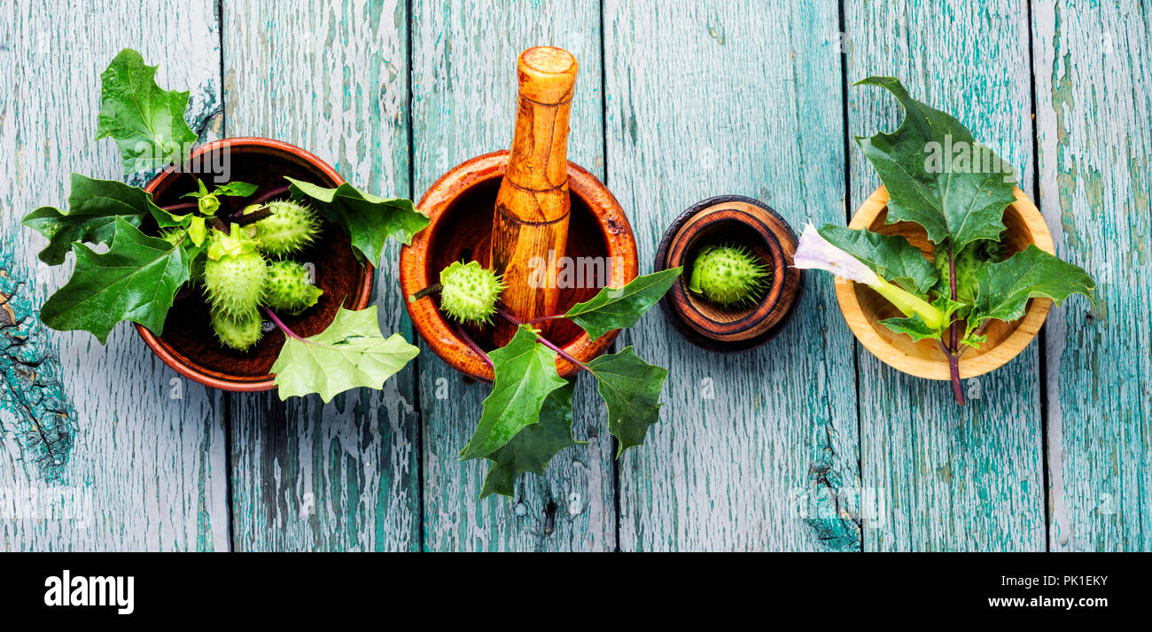 Datura plant , dope, stramonium or thorn-apple.Herbal medicine.Healing ...