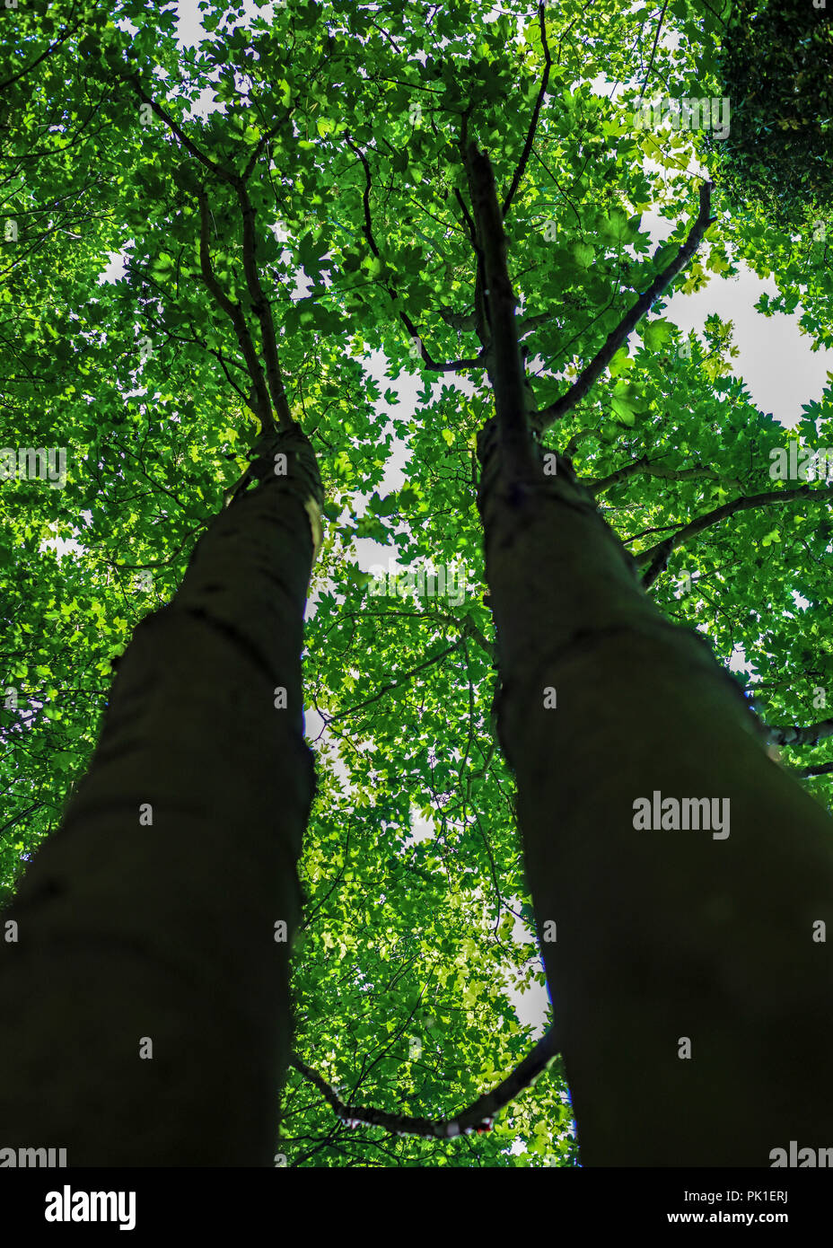 The Twin Towering Trees Stock Photo - Alamy