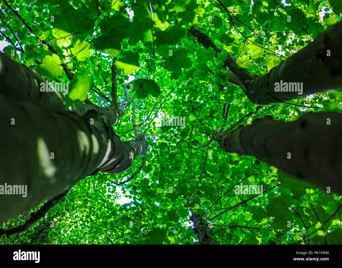 Towering trees hi-res stock photography and images - Alamy