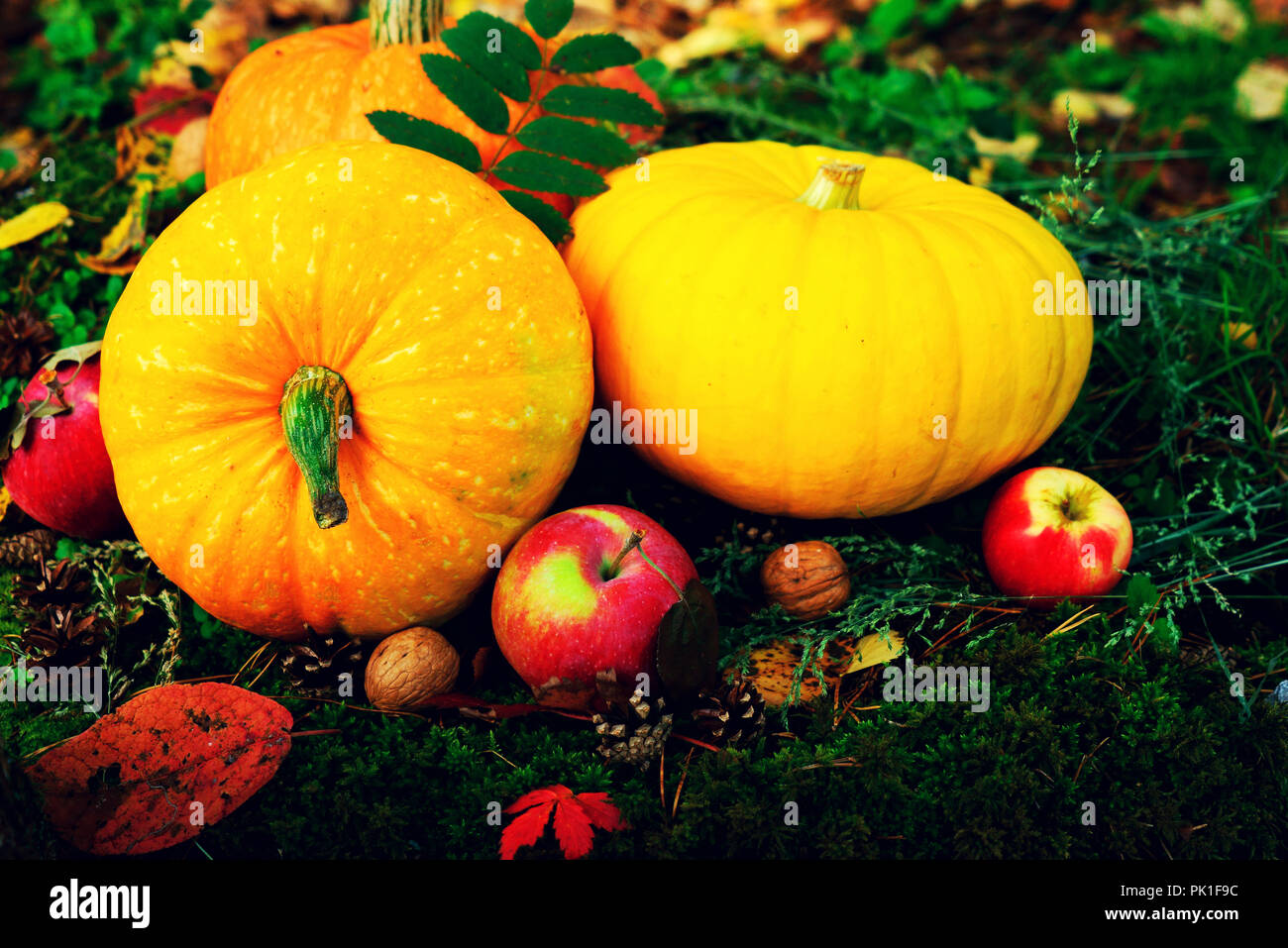 bright orange pumpkins with red apples, walnuts, cones in the autumn ...