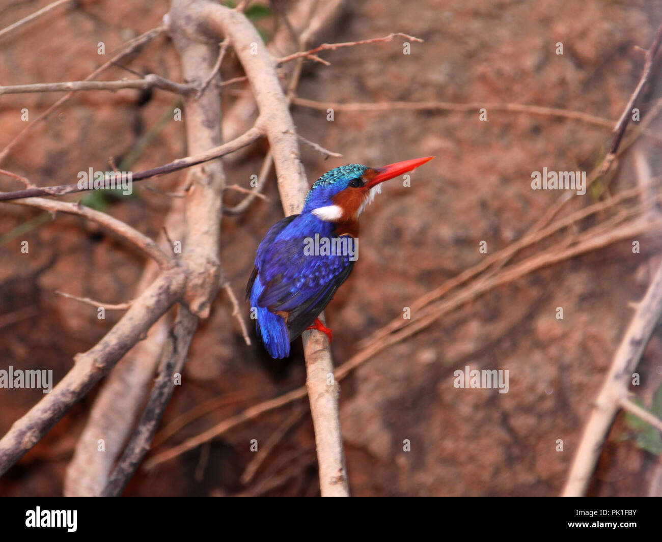 Red jewel fish hi-res stock photography and images - Alamy