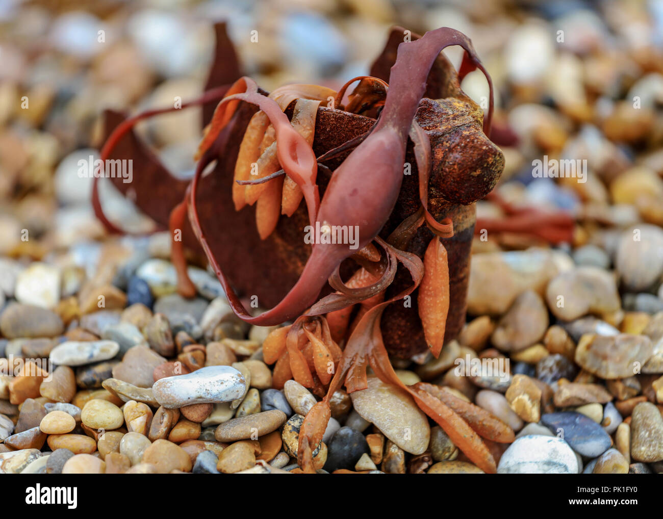 Seaweed and Shingle Stock Photo - Alamy