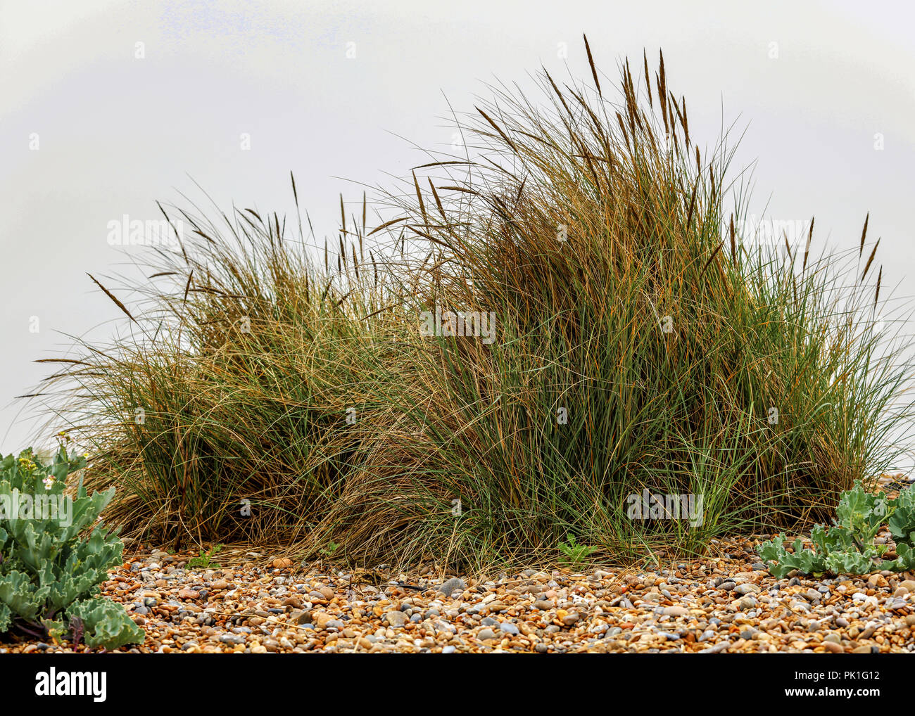 Grasses On The Beach Stock Photo - Alamy