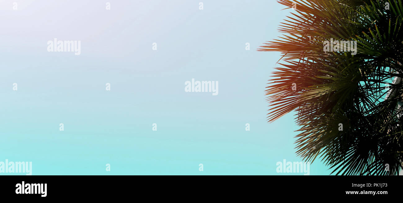 Banner and website header with copy space in blue color and palm tree ...