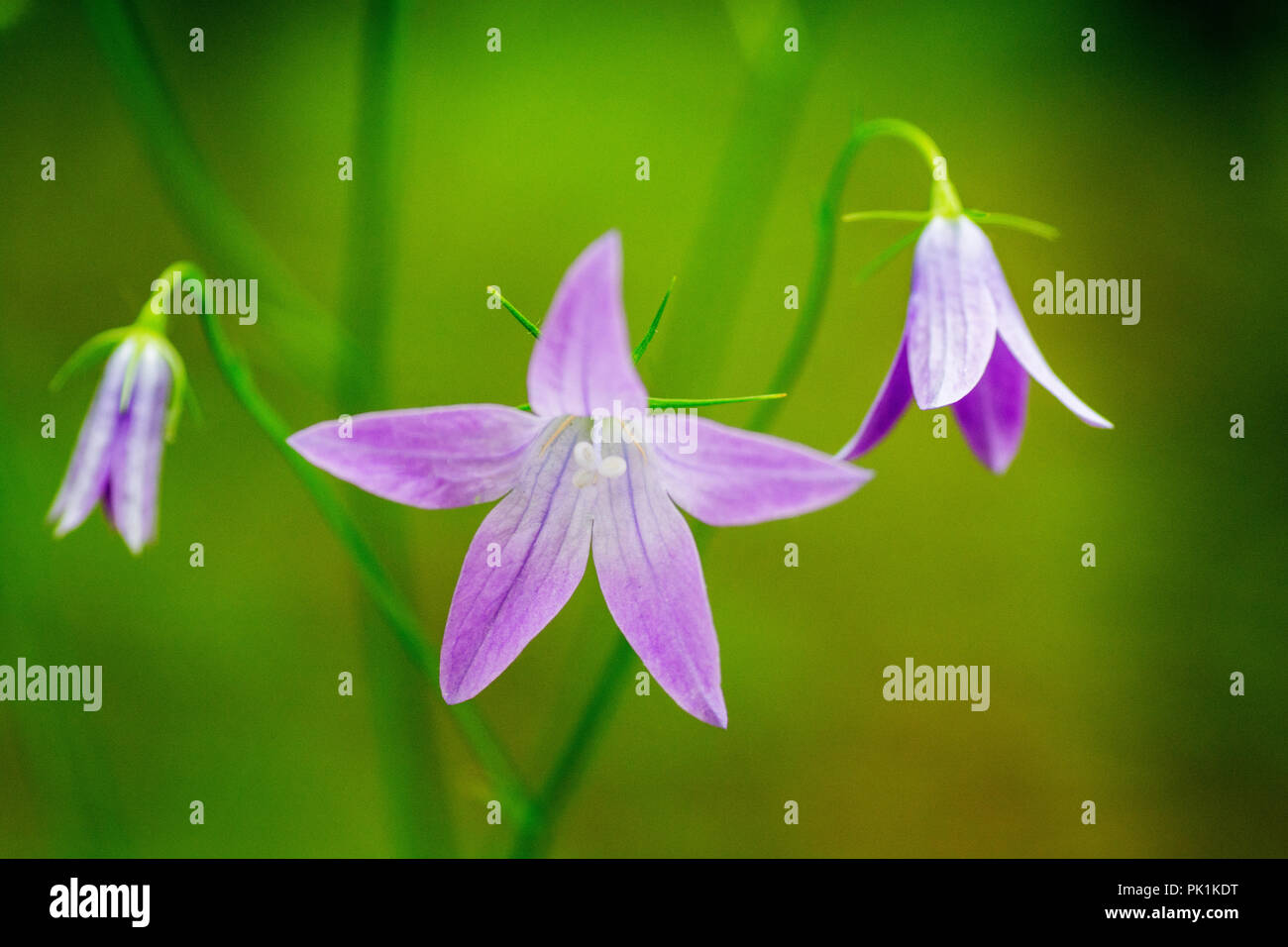 Meadow pink flowers hi-res stock photography and images - Alamy