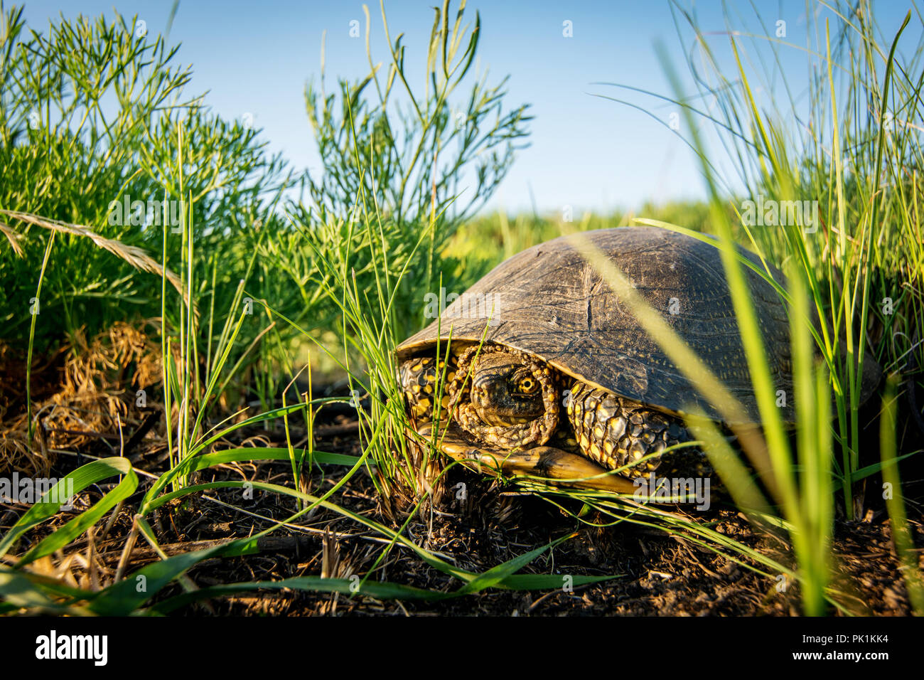 European swamp turtle in green grass in summer day in nature. Pond ...