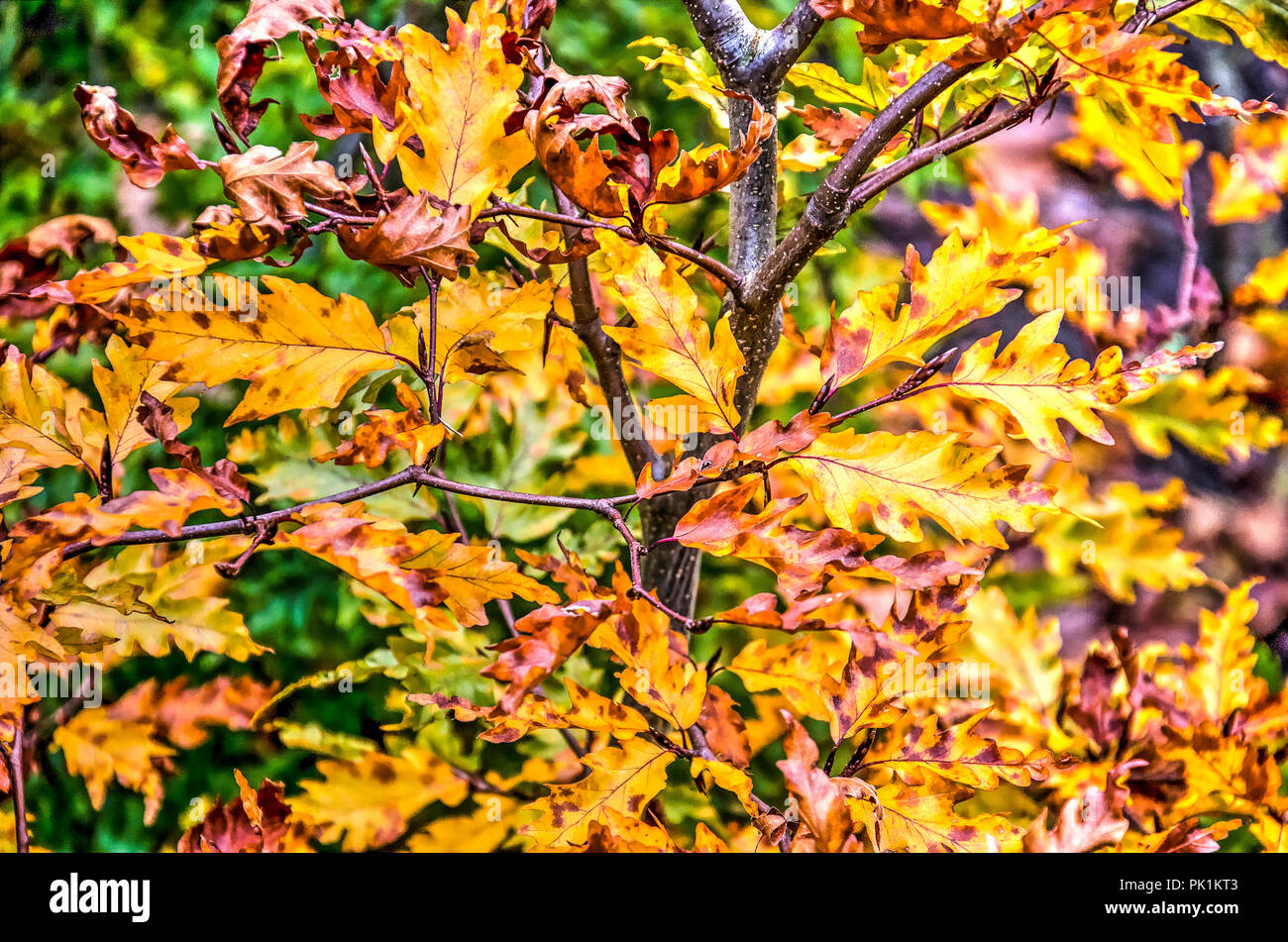 Several branches of a small oak tree in autumn with leaves in shades of ...