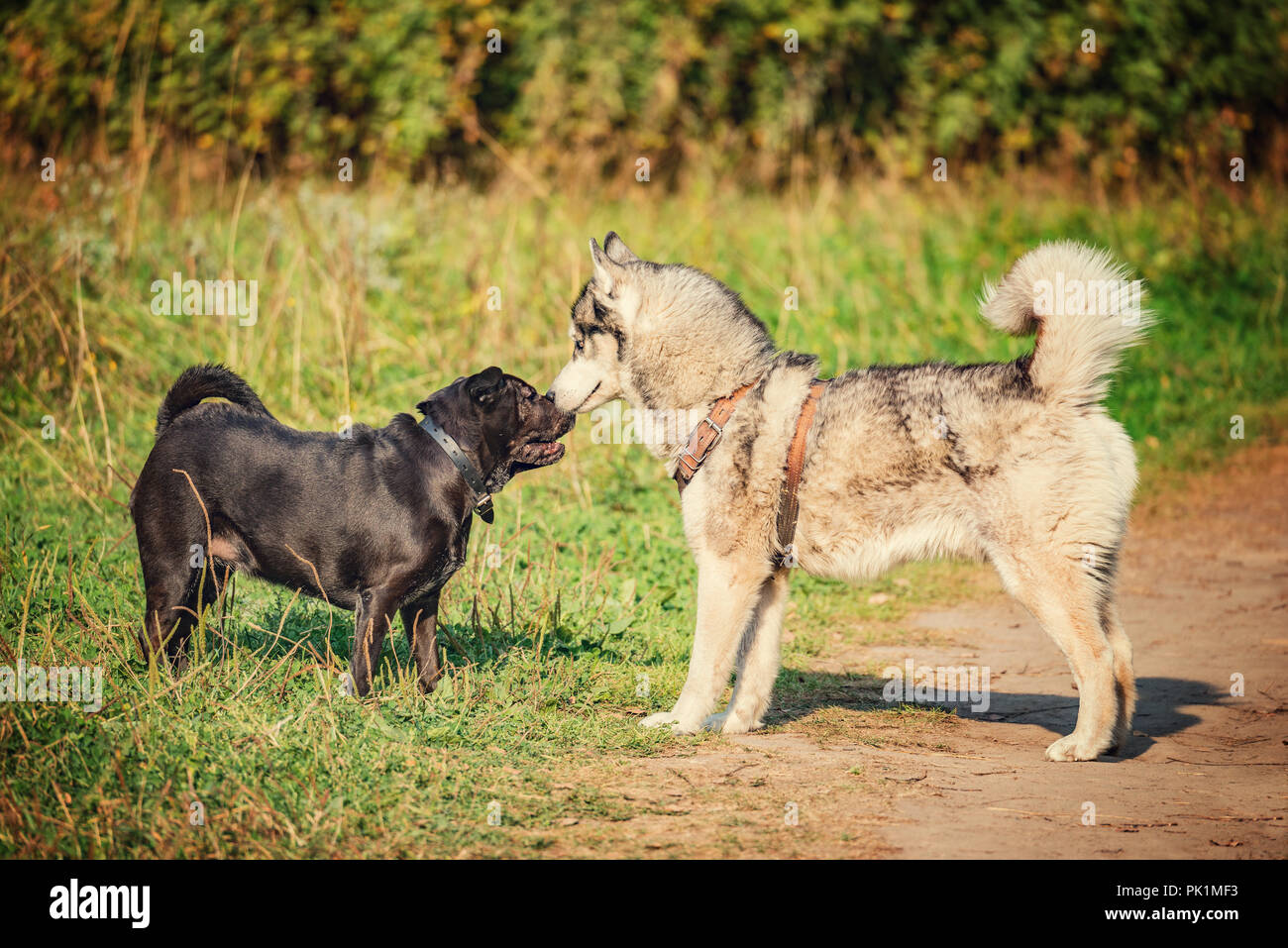 Male and female dogs look to each other Stock Photo - Alamy