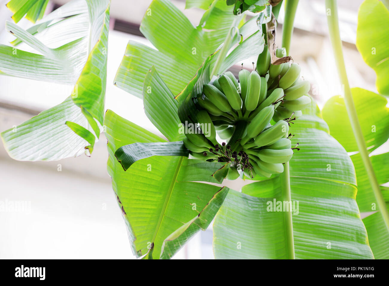 Banana on tree with sunlight in the farm Stock Photo - Alamy