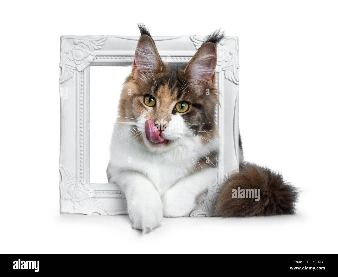 Sweet bicolor high white Maine Coon cat girl laying throught / in a ...