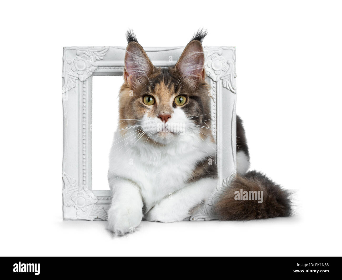 Sweet bicolor high white Maine Coon cat girl laying throught / in a ...