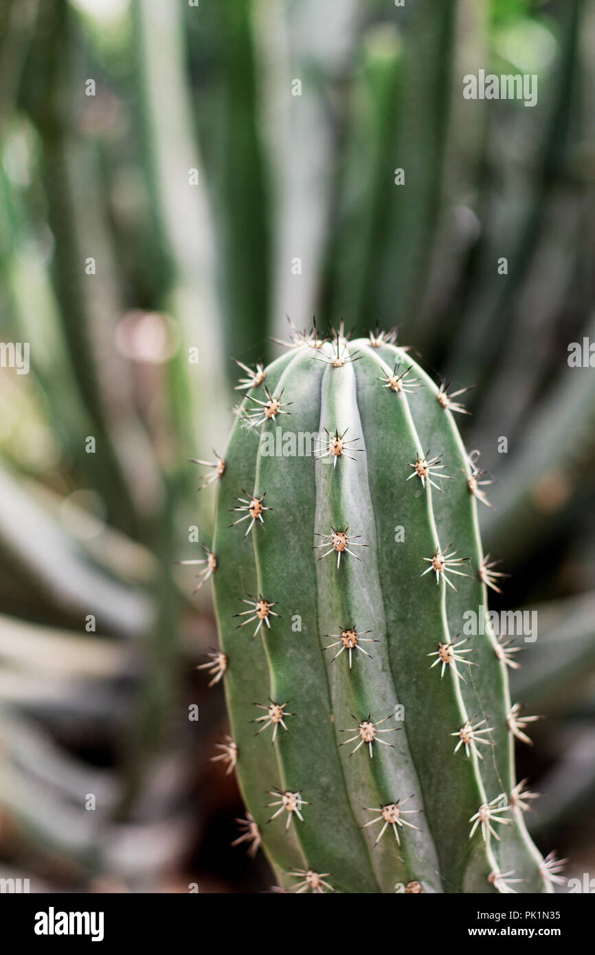 Cactus with spike in the park at sunlight Stock Photo - Alamy