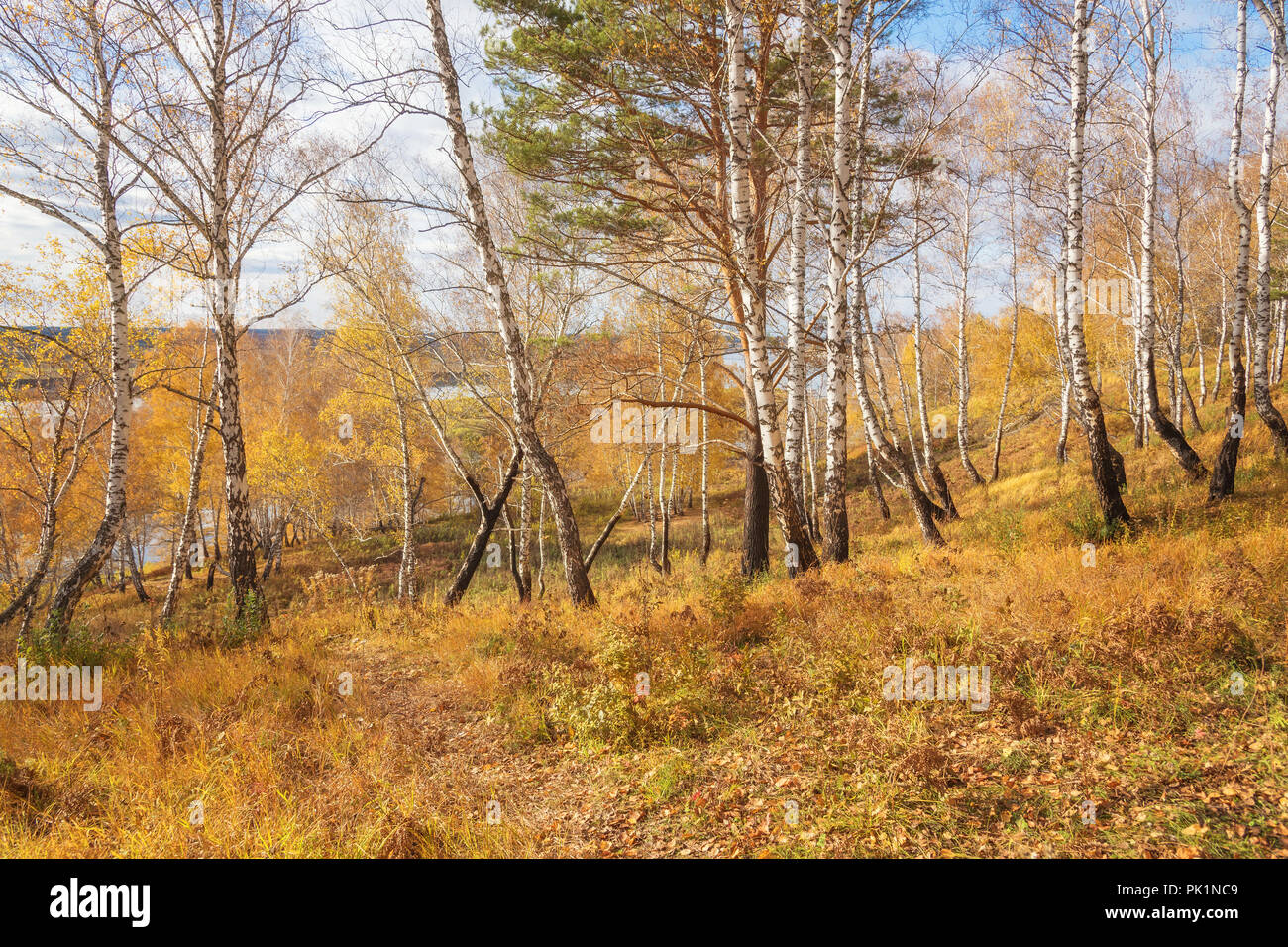 Fall Landscape: Birch Forest with Golden Foliage on River Bank at Sunny ...