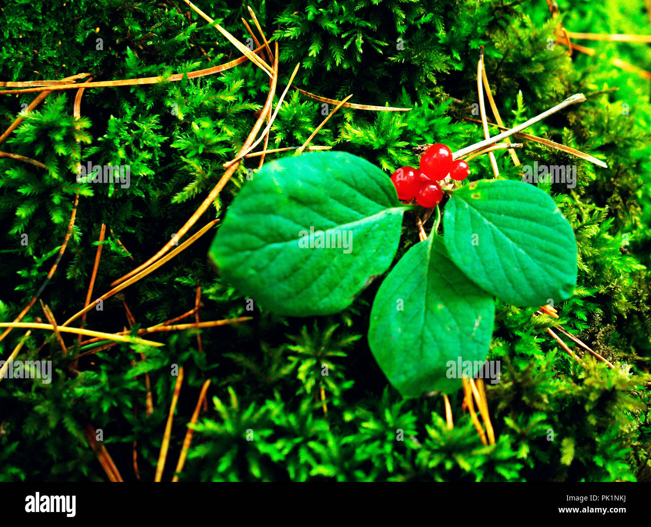 Poisonous red berries hi-res stock photography and images - Alamy