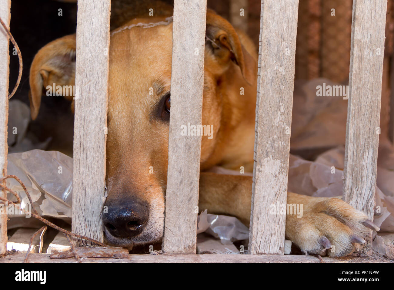 dog victim of animal abuse and mistreatment Stock Photo - Alamy