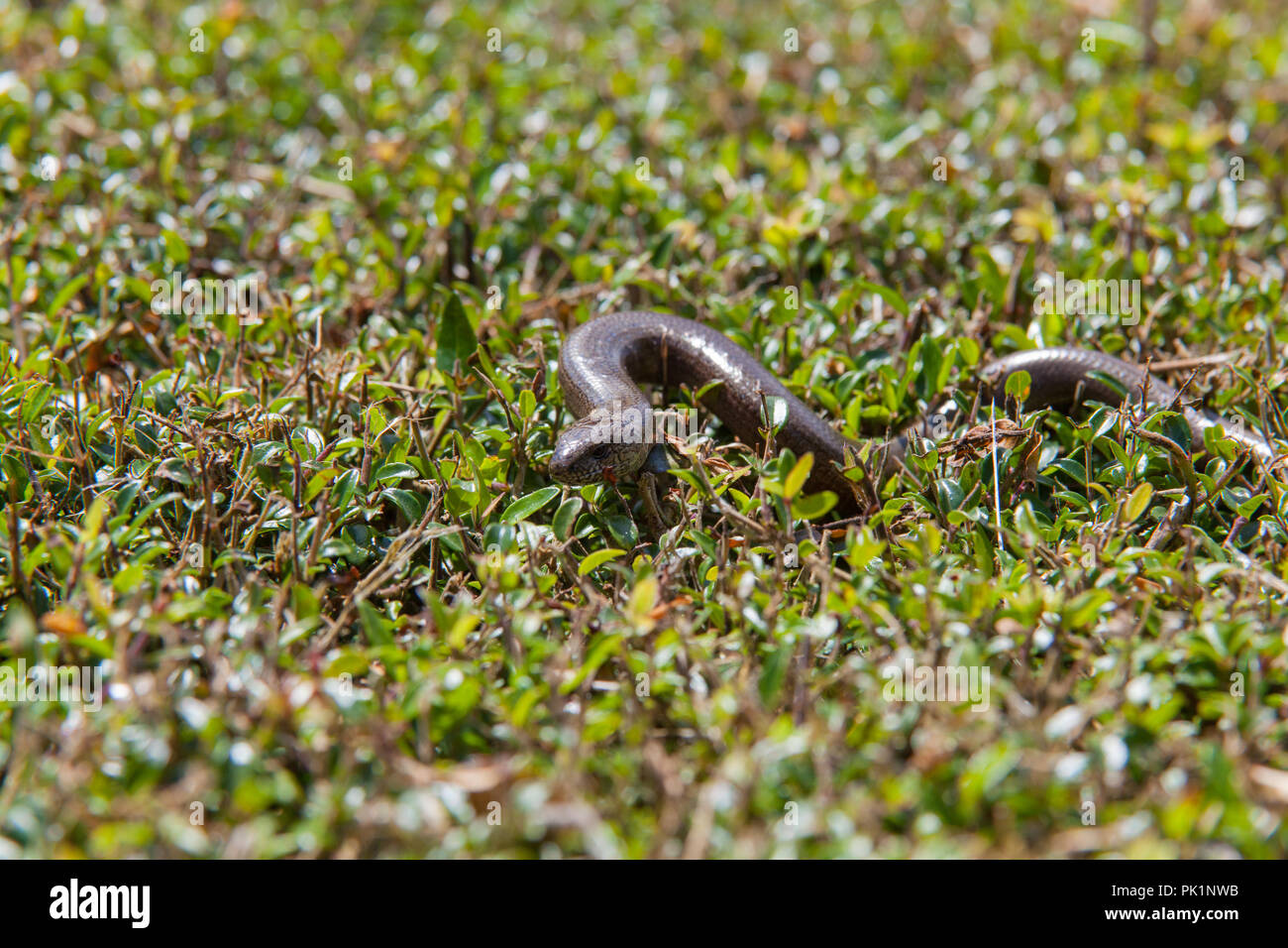 Slow worm Anguis Fragilis sunbathing on the top of a hedge. Alresford ...
