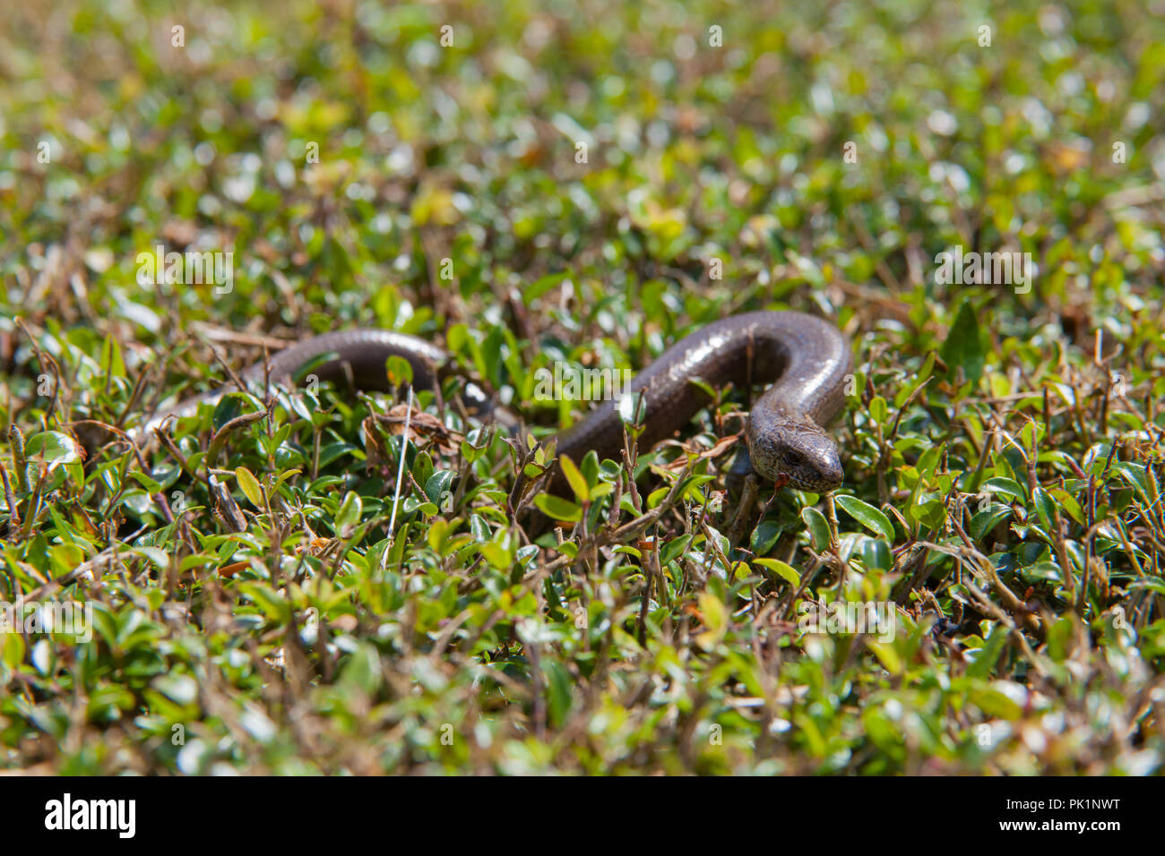 Slow worm Anguis Fragilis sunbathing on the top of a hedge. Alresford ...