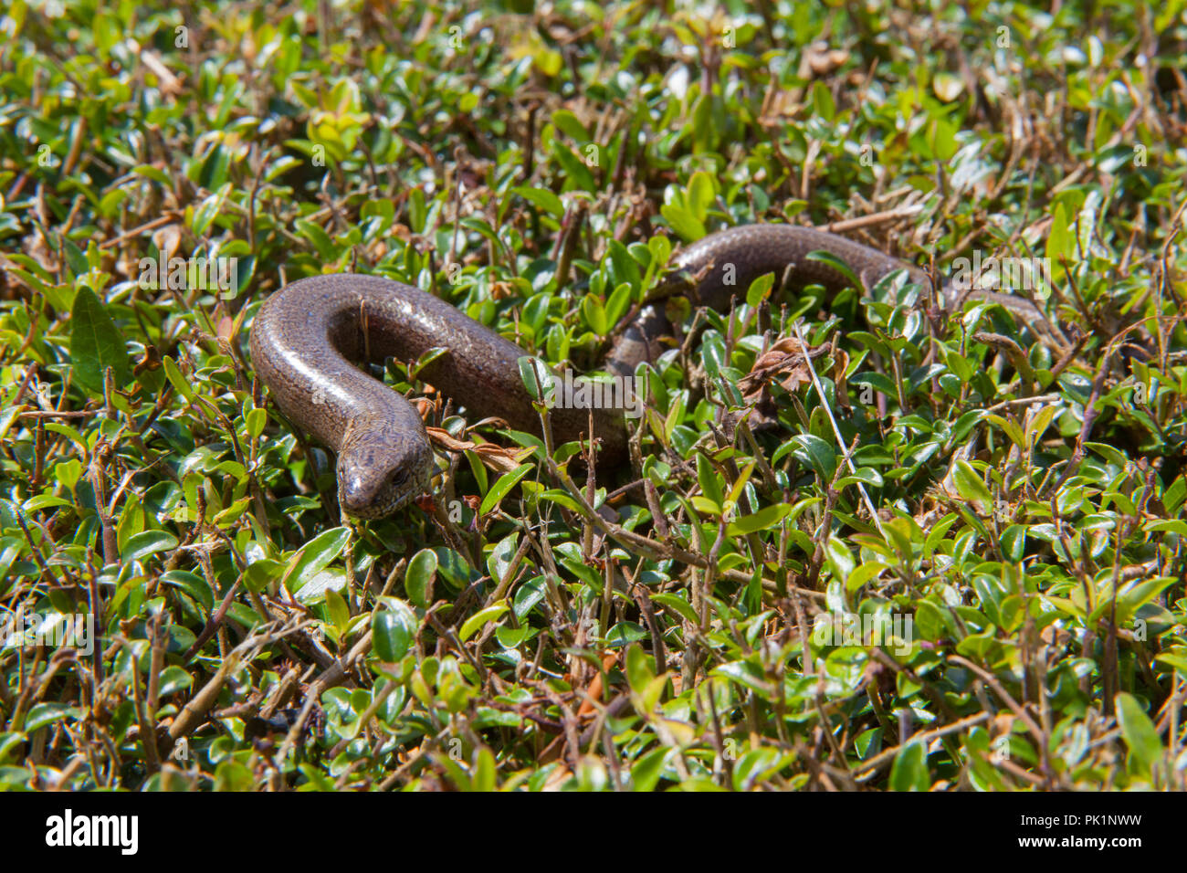 Slow worm Anguis Fragilis sunbathing on the top of a hedge. Alresford ...