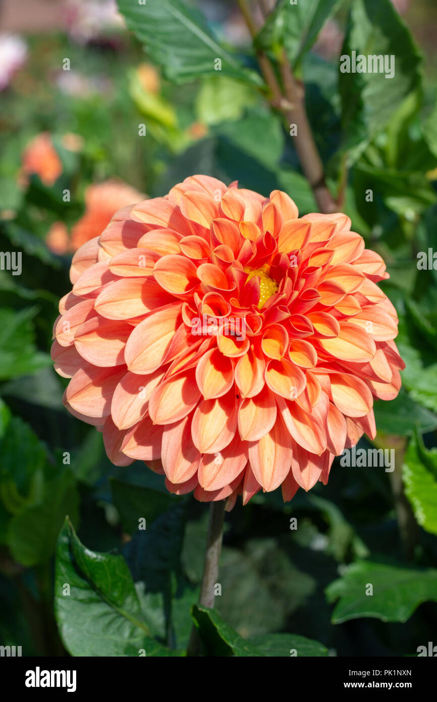 Big Round Flowers Plant