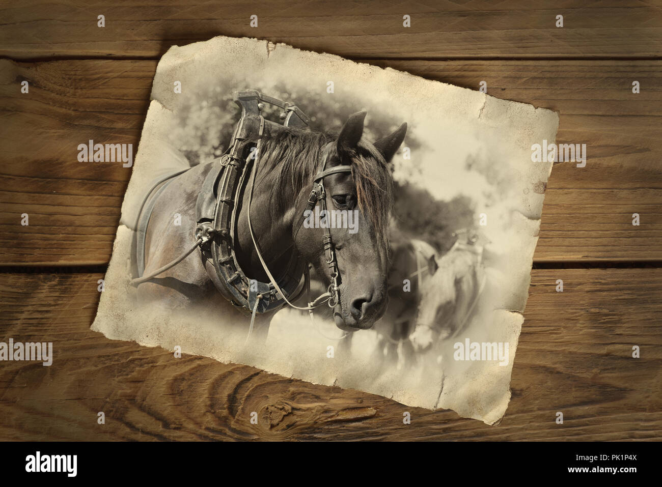 old photo with workhorse Stock Photo - Alamy