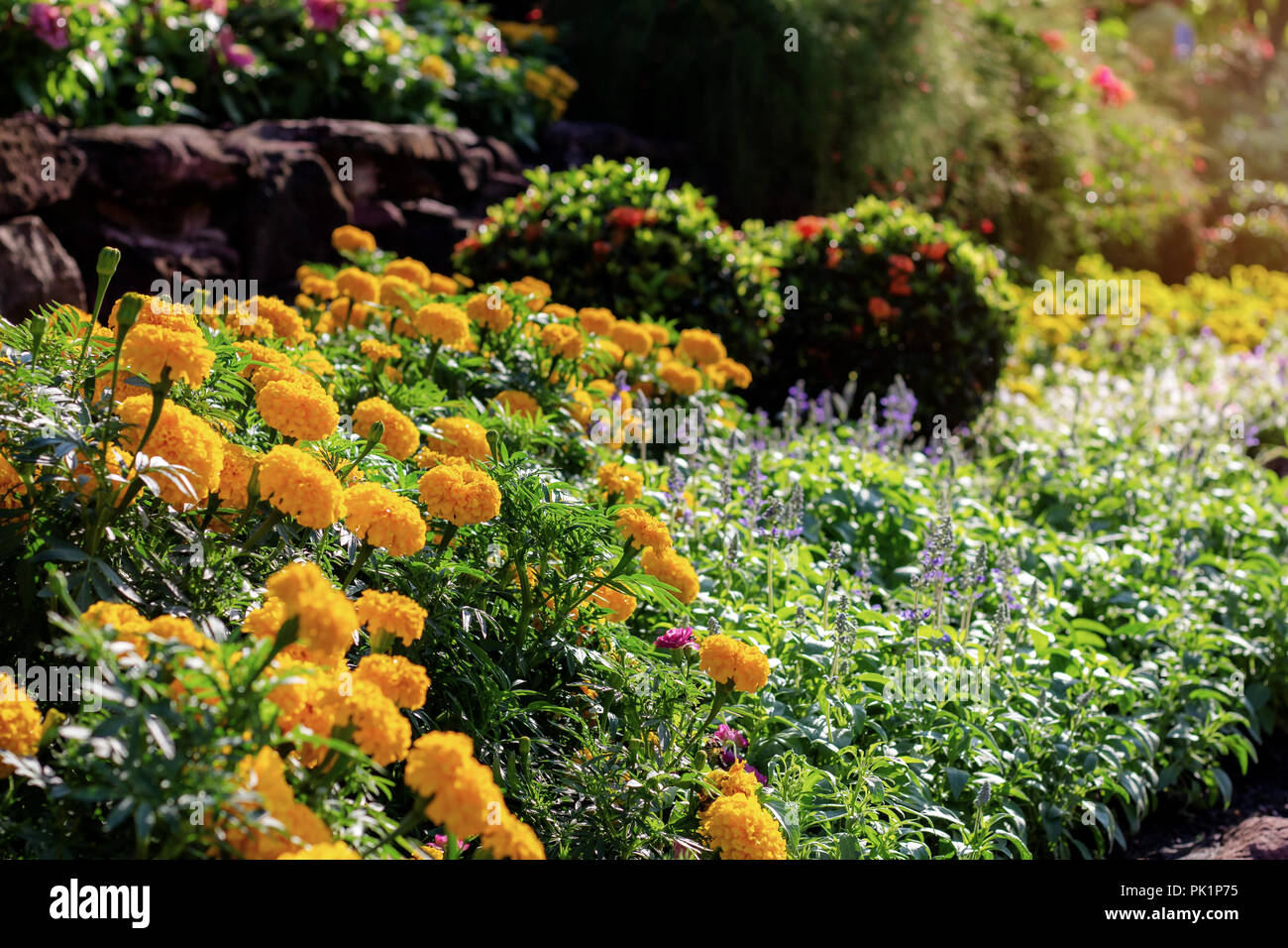 Marigold in the garden at sunlight Stock Photo - Alamy