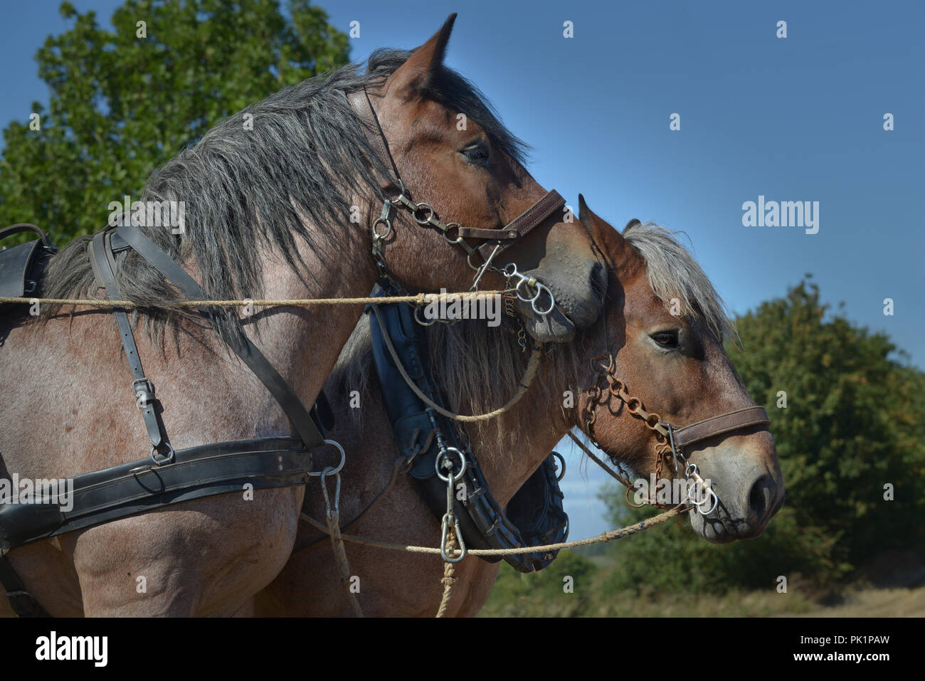 Workhorses hi-res stock photography and images - Alamy