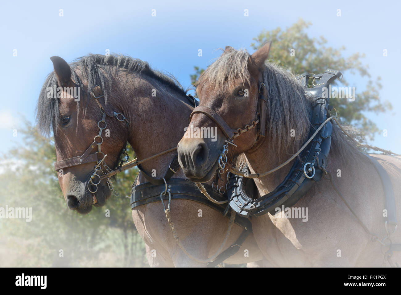 Workhorses hi-res stock photography and images - Alamy