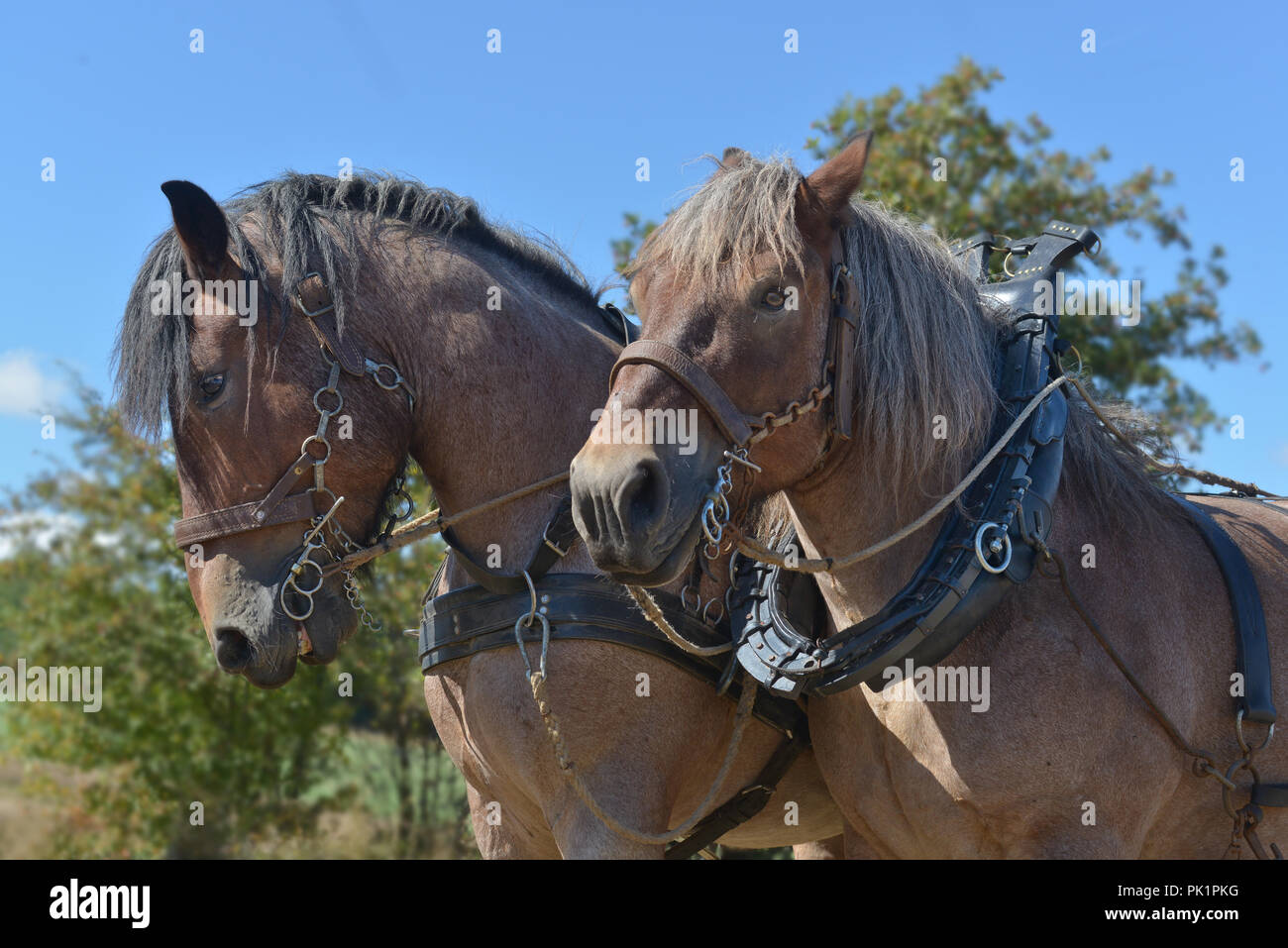 Portrait of two workhorses Stock Photo - Alamy